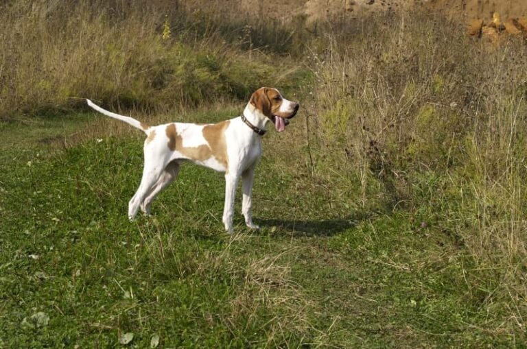 Pointer Inglés: Qué es, características y cuidados - Armería Carril García - Blog